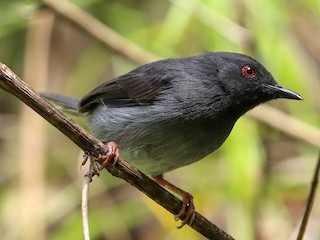 Sharpe's Apalis - eBird