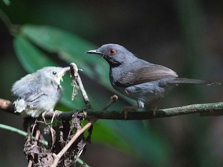 Sharpe's Apalis - eBird