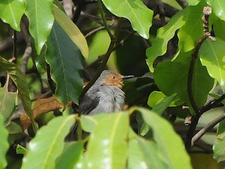 Bamenda Apalis - eBird