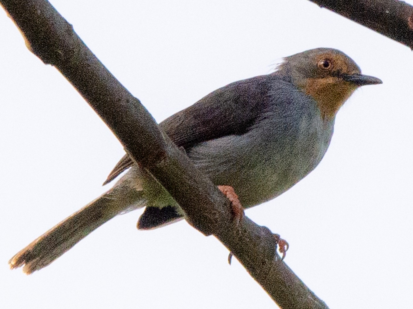 Apalis de Bamenda - eBird