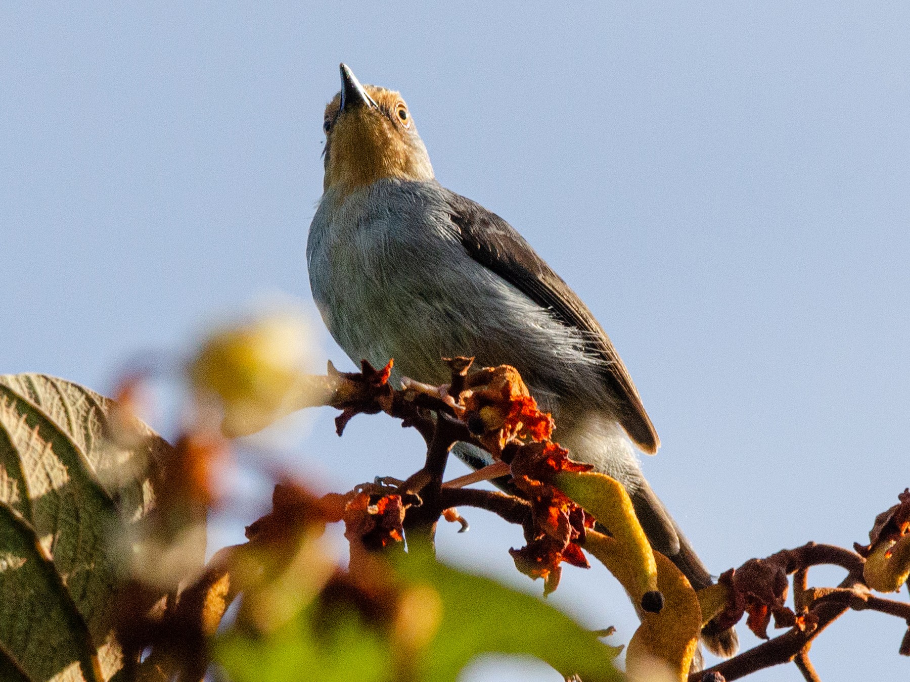 Apalis de Bamenda - eBird