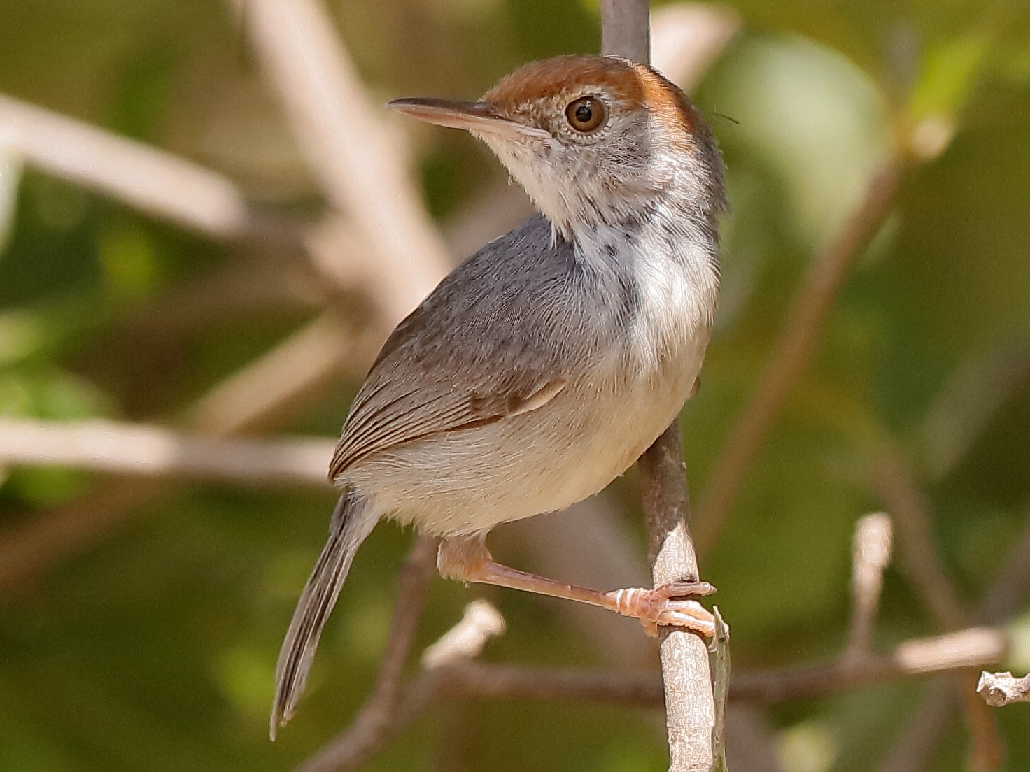 Cambodian Tailorbird - eBird