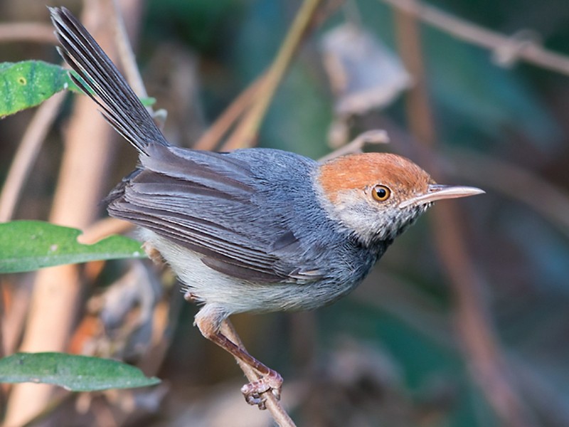 Cambodian Tailorbird - eBird