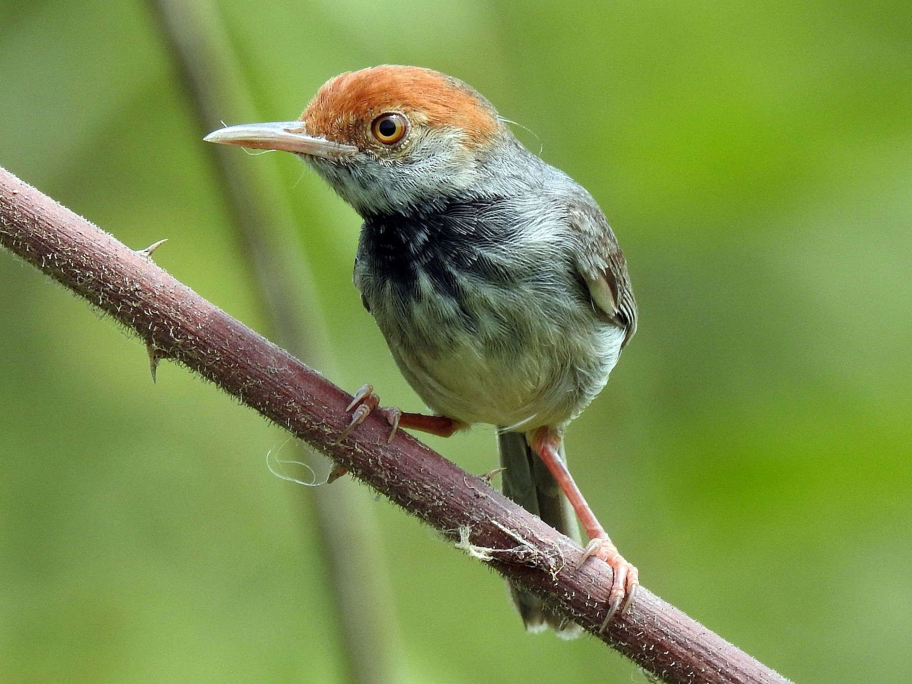 Cambodian Tailorbird - eBird