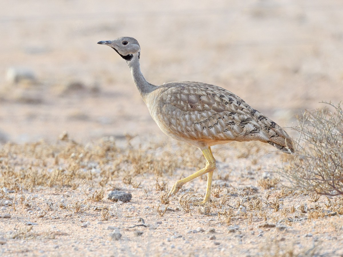 Karoo Bustard - Heterotetrax vigorsii - Birds of the World