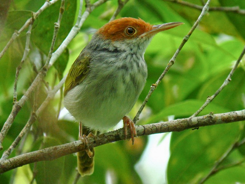 Visayan Tailorbird - eBird