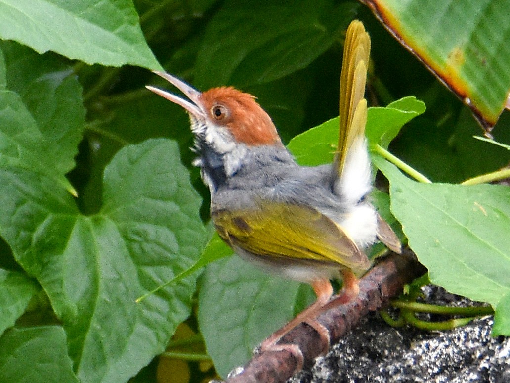 Visayan Tailorbird - eBird