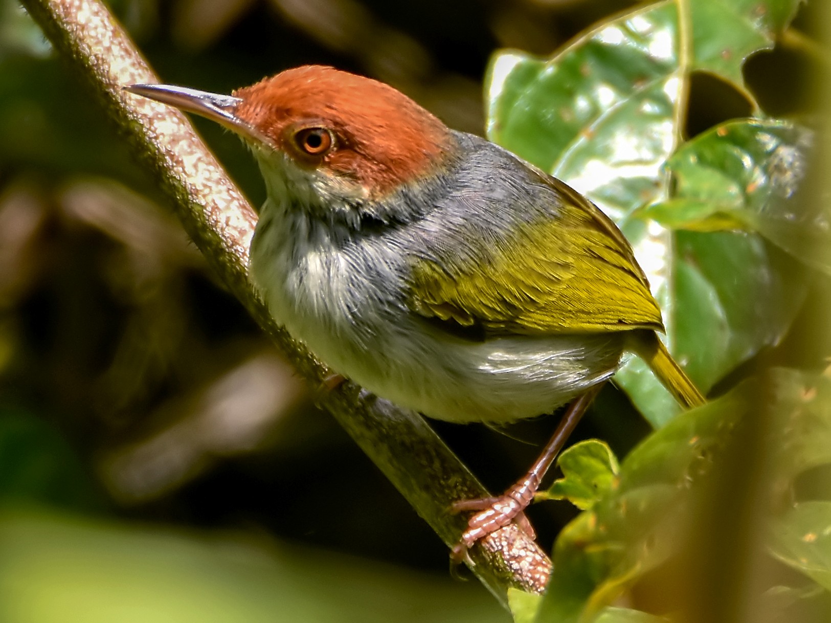 Philippine Tailorbird - eBird