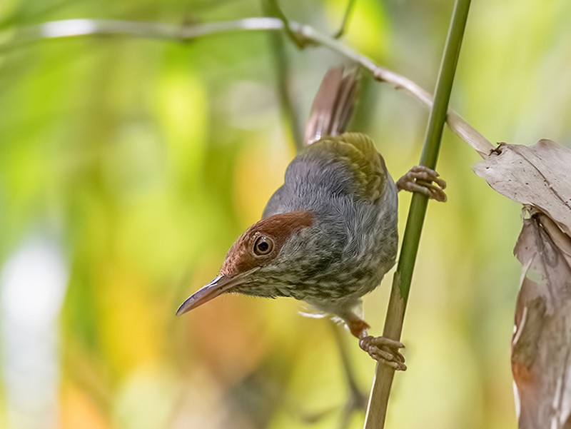Sastrecillo de Luzón - eBird