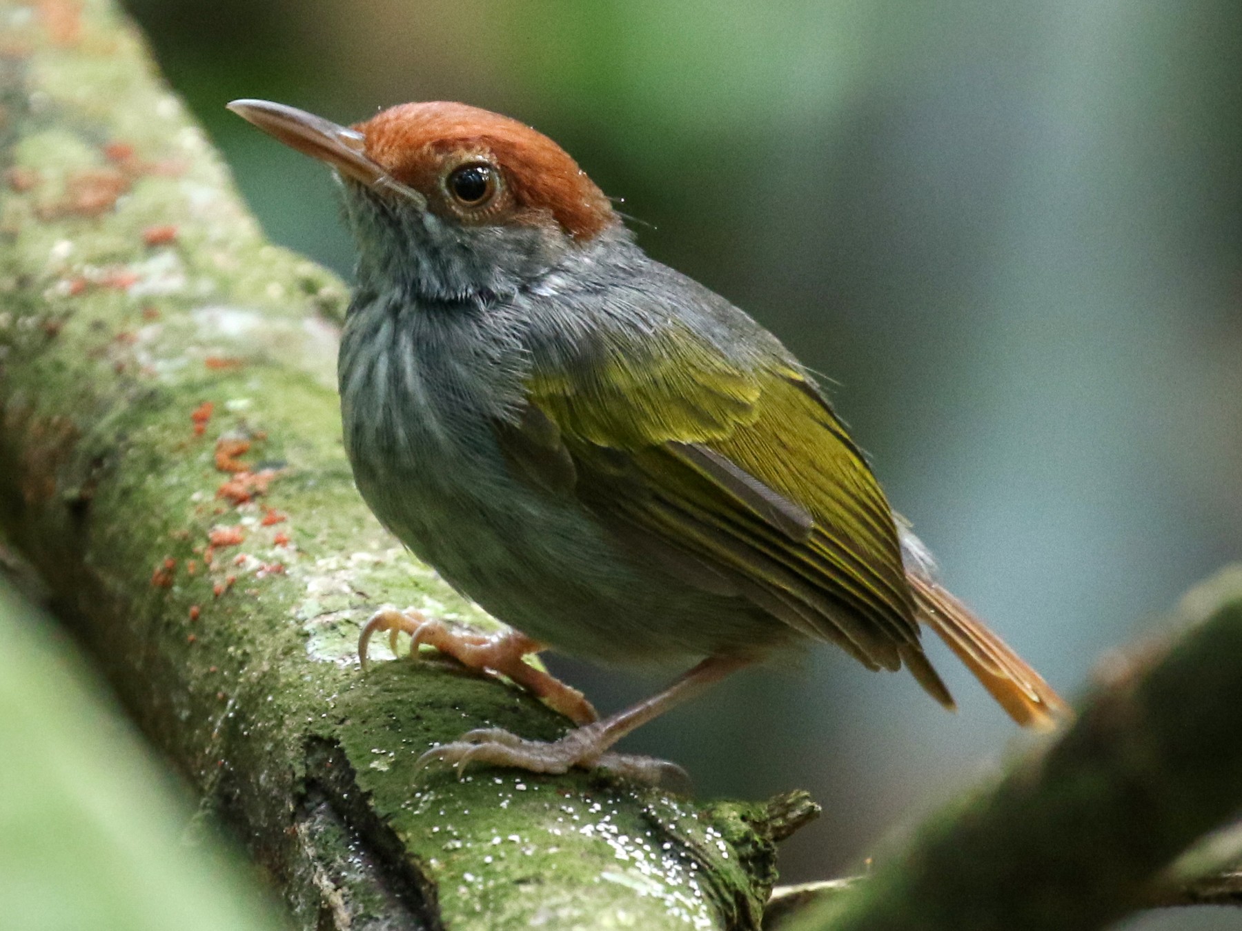 Gray-backed Tailorbird - eBird
