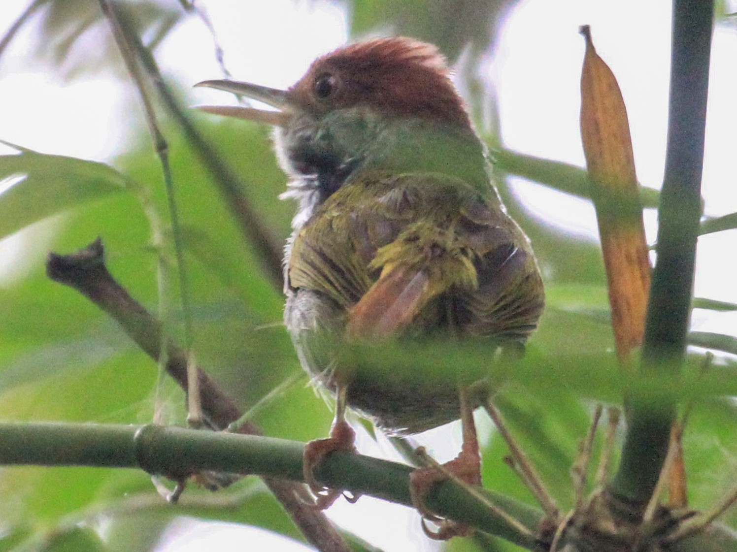 Sastrecillo Dorsiverde - eBird