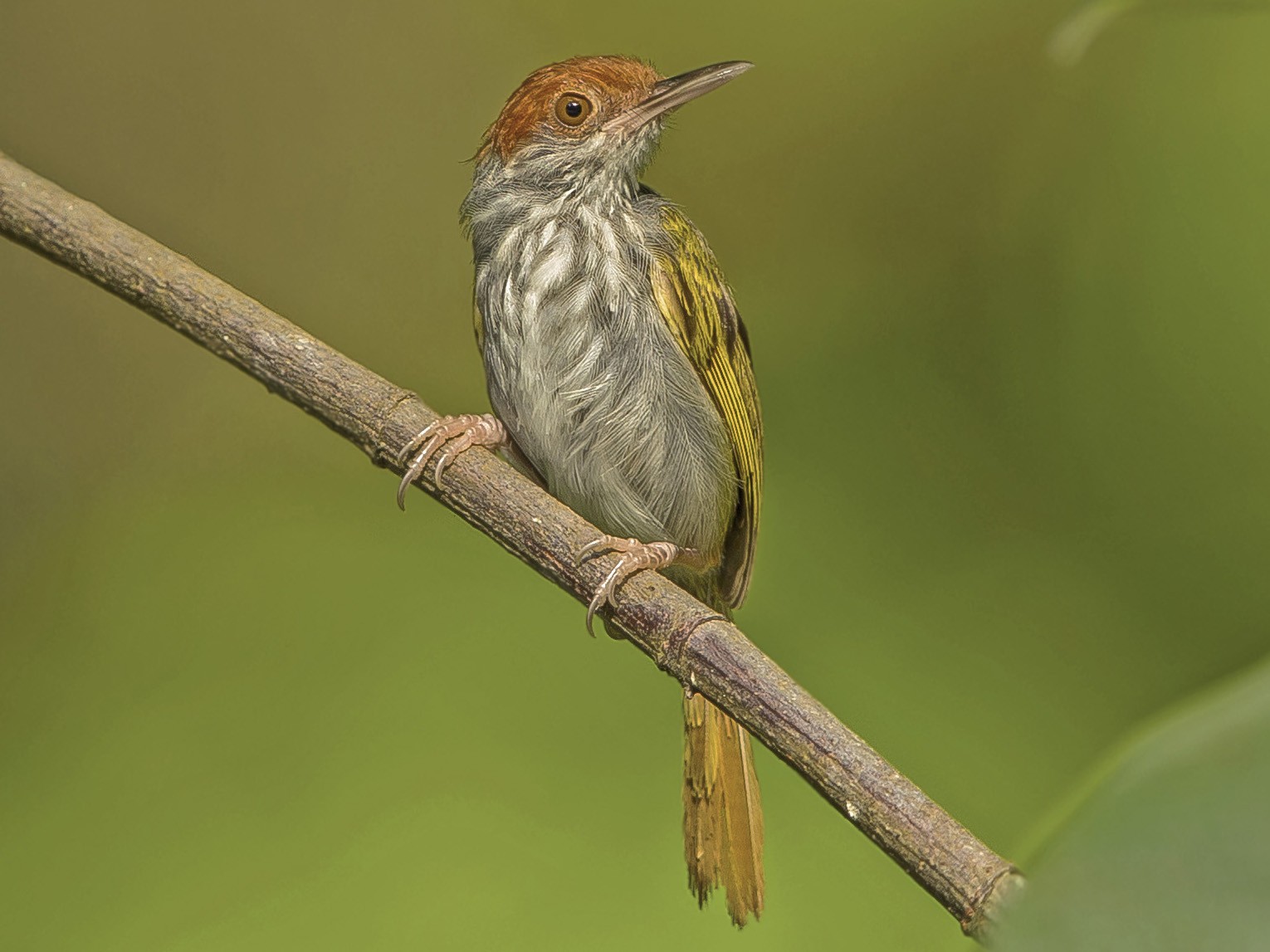 Sastrecillo Dorsiverde - eBird
