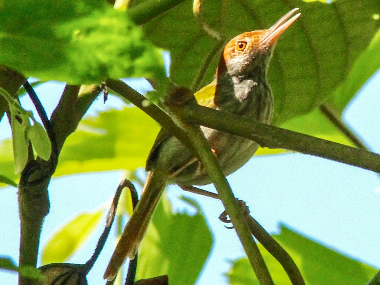 Trilling Tailorbird - eBird