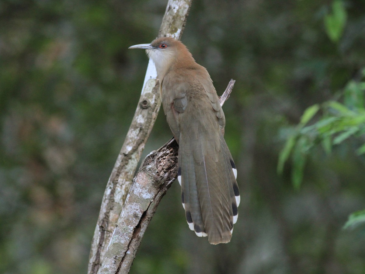 Great Lizard-Cuckoo - Coccyzus merlini - Birds of the World