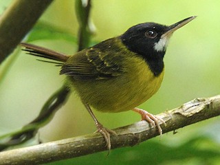 Yellow-breasted Tailorbird - eBird