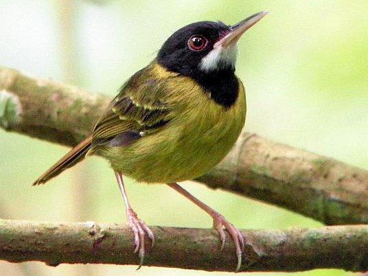 Yellow-breasted Tailorbird - eBird