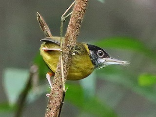 Yellow-breasted Tailorbird - eBird