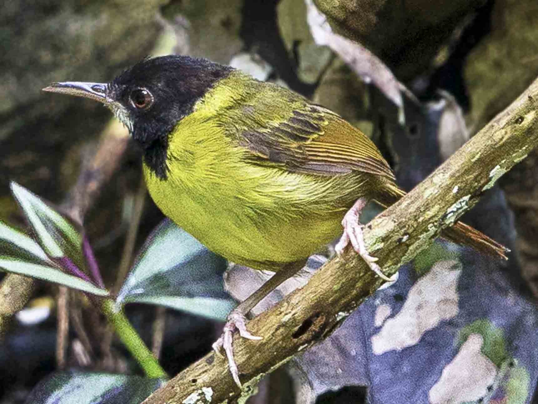 Yellow-breasted Tailorbird - eBird