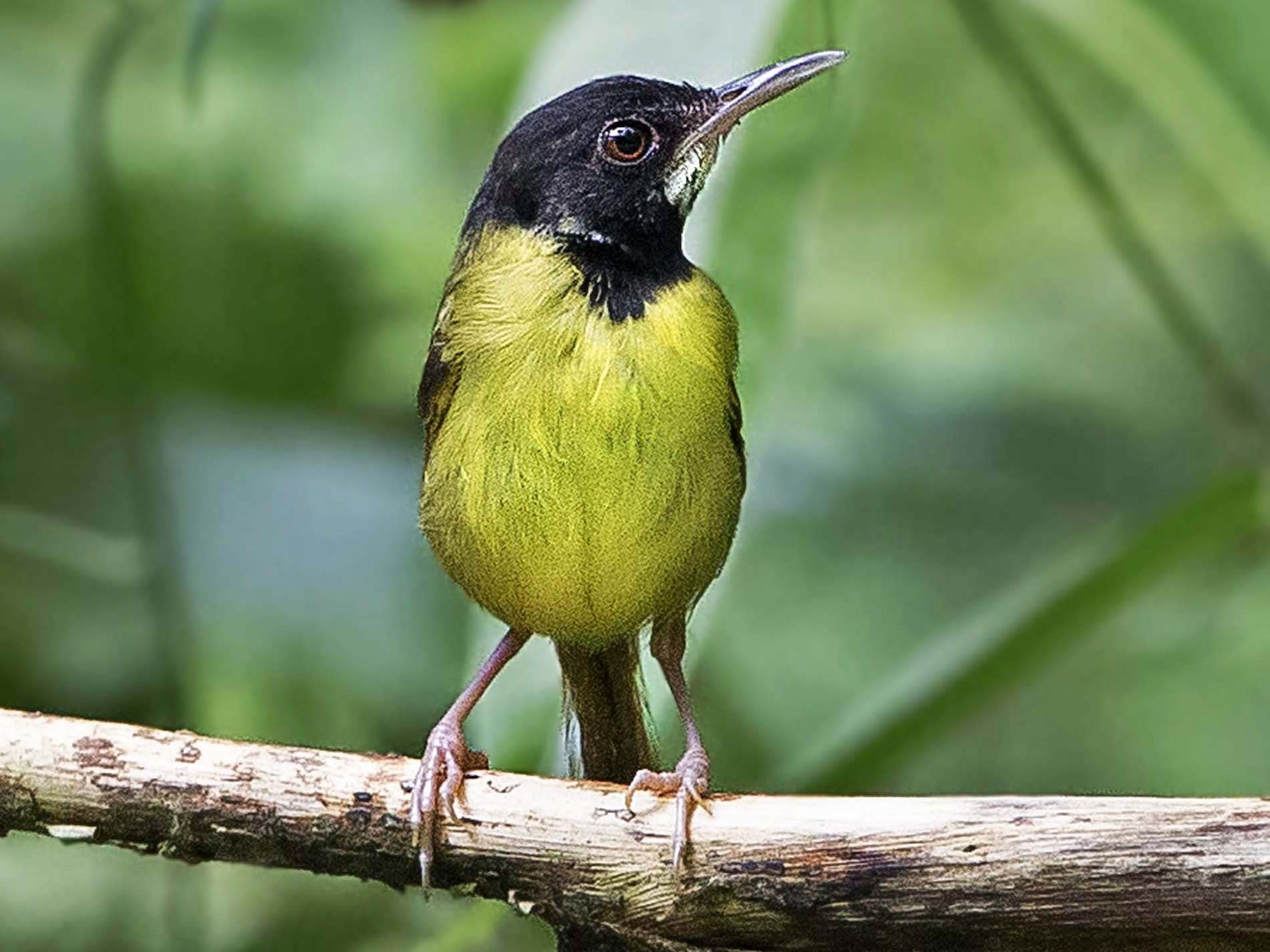 Yellow-breasted Tailorbird - eBird