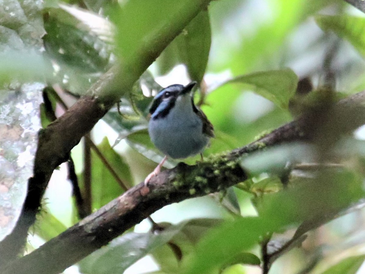 Campbell's Fairywren - Chenorhamphus campbelli - Birds of the World