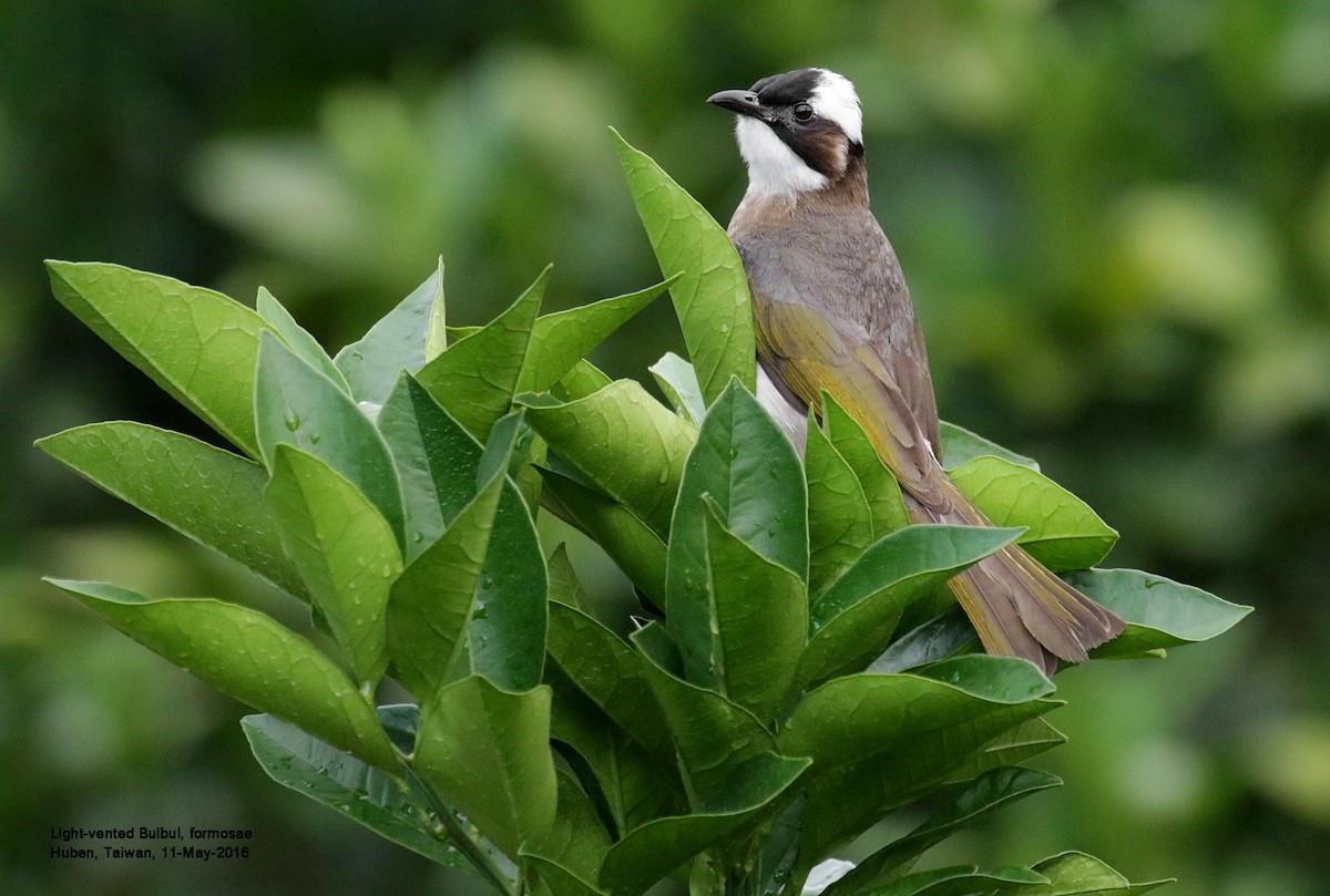 Light-vented Bulbul - Pycnonotus sinensis - Media Search - Macaulay ...
