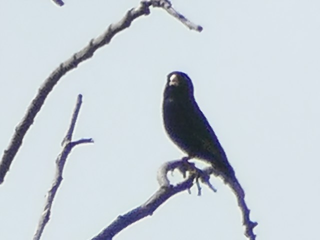 Photos - Cameroon Indigobird - Vidua camerunensis - Birds of the World