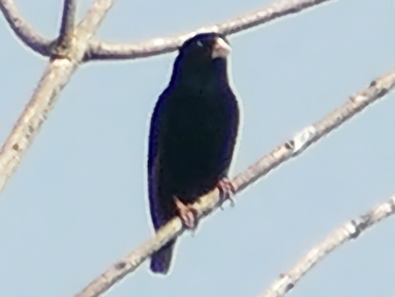 Cameroon Indigobird - eBird
