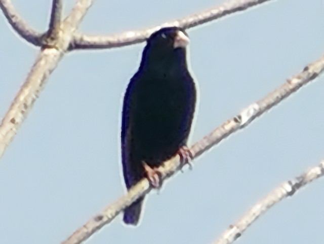 Photos - Cameroon Indigobird - Vidua camerunensis - Birds of the World