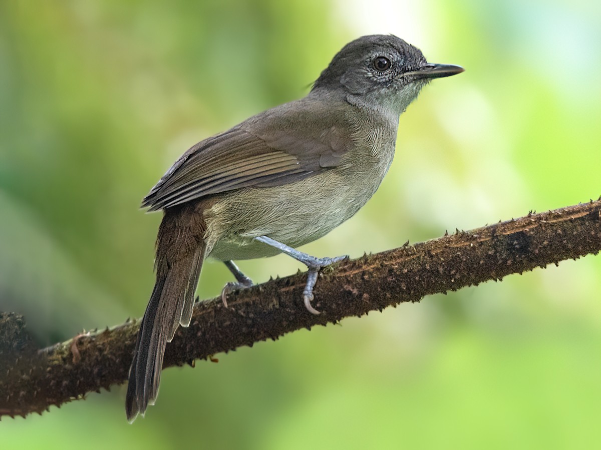 Cameroon Olive-Greenbul - Phyllastrephus poensis - Birds of the World