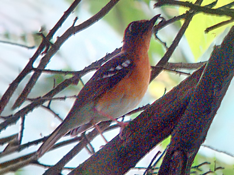 Crossley's Ground-Thrush - eBird