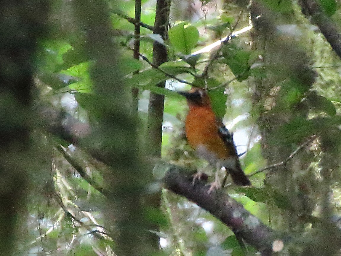 Crossley's Ground-Thrush - eBird