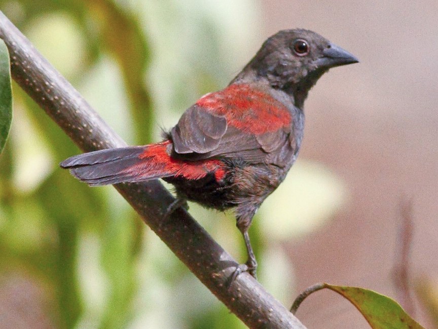 Dybowski's Twinspot - eBird