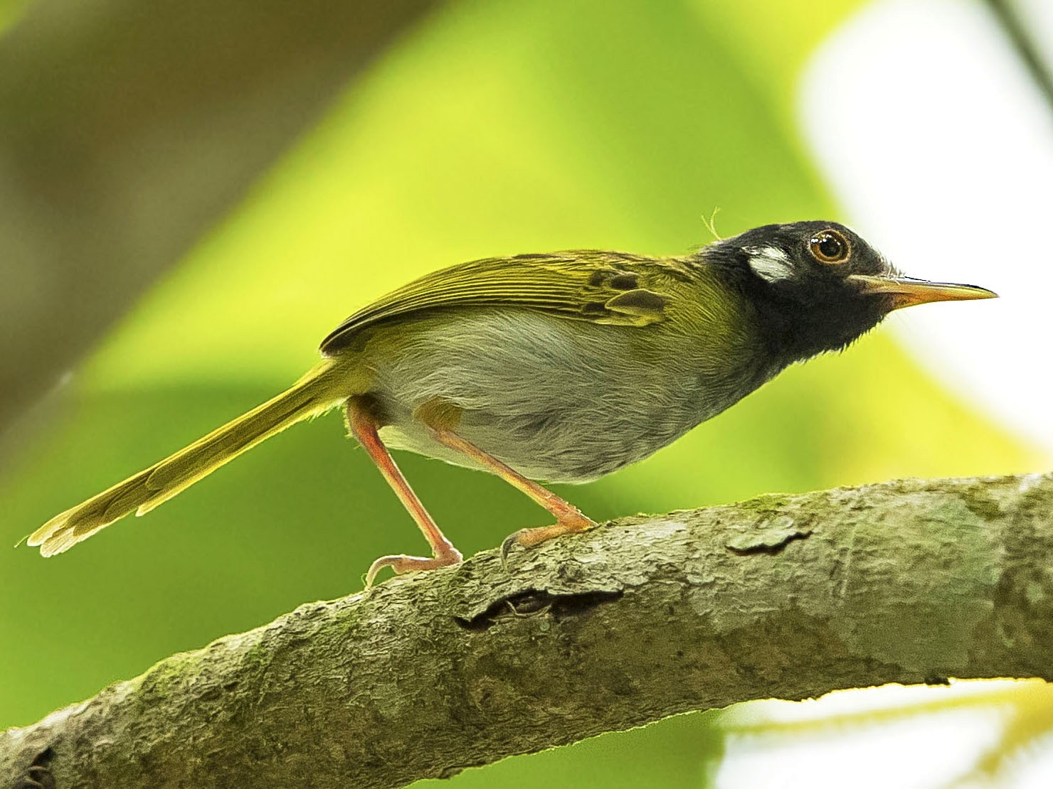 White-eared Tailorbird - eBird