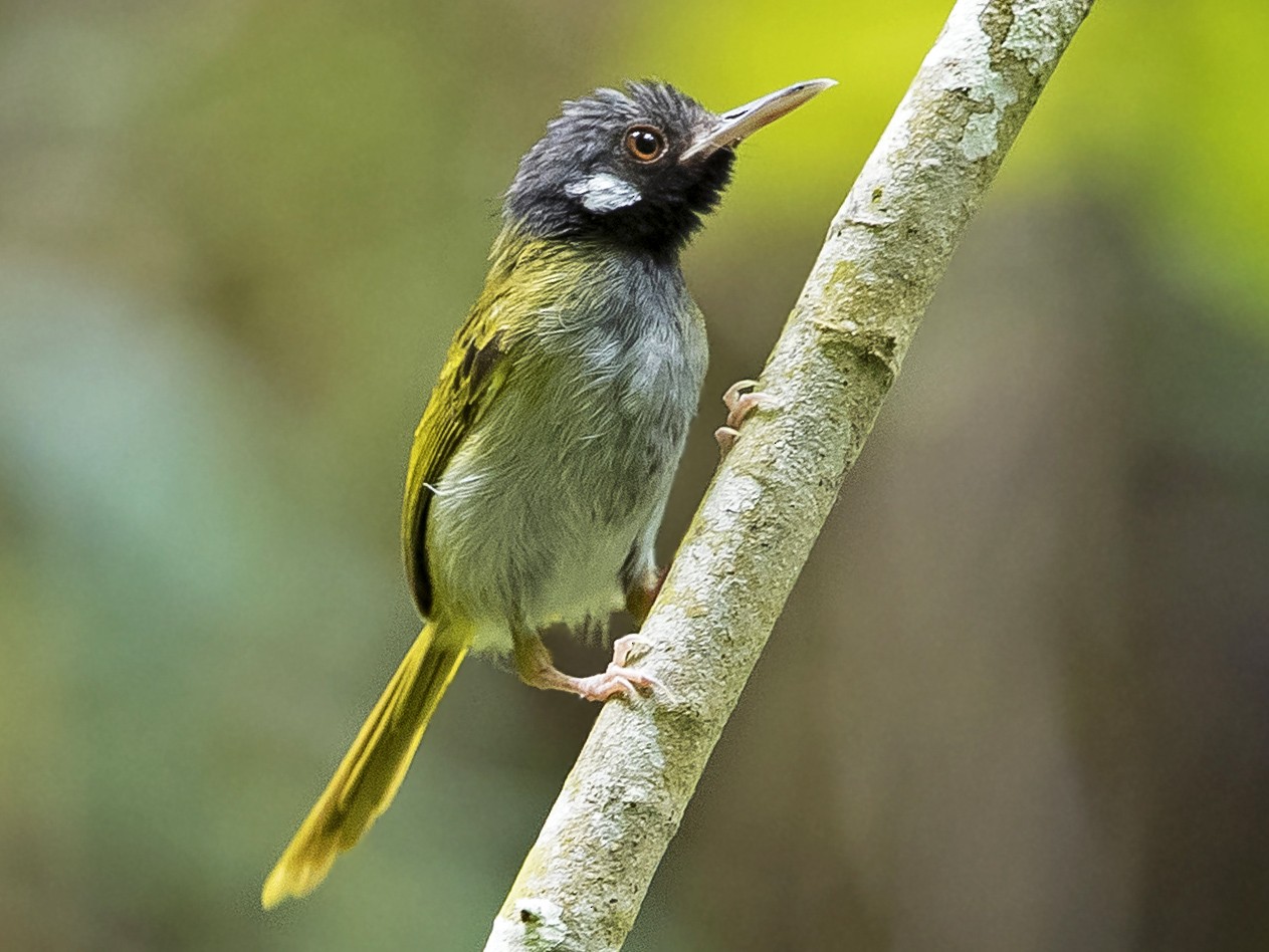 White-eared Tailorbird - eBird