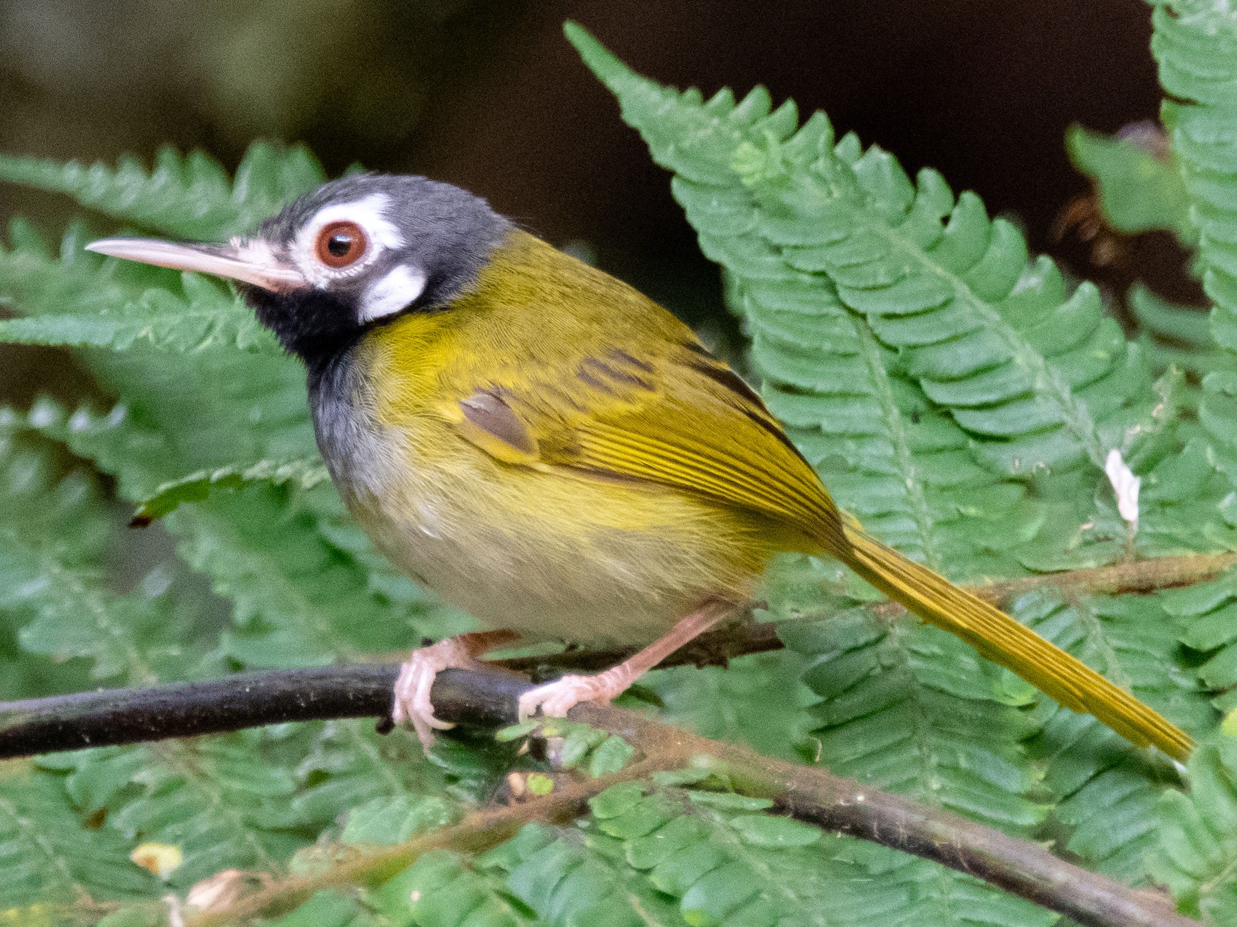 White-eared Tailorbird - eBird