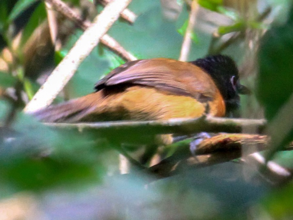 Black-capped Rufous-Warbler - eBird