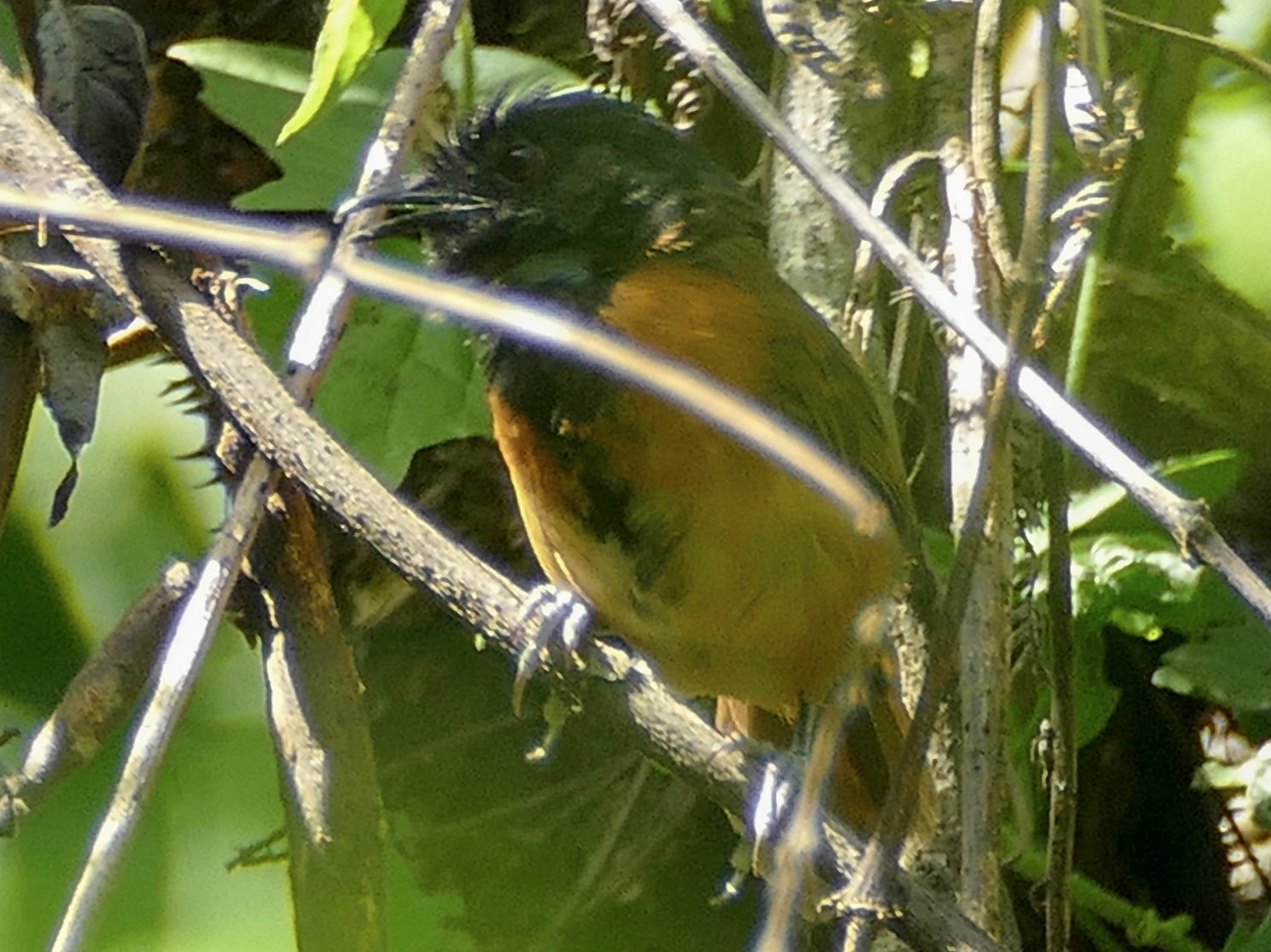 Black-headed Rufous Warbler - eBird