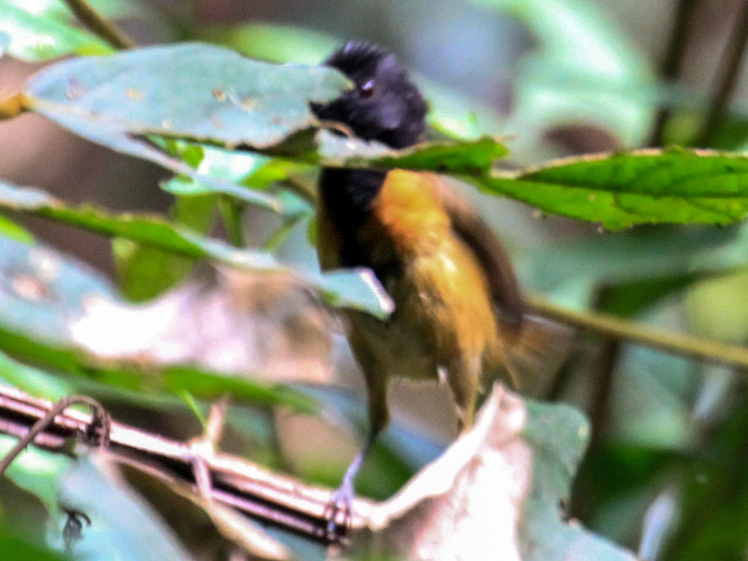 Black-capped Rufous-Warbler - eBird
