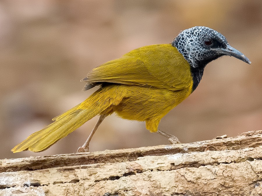 oriole warbler - eBird