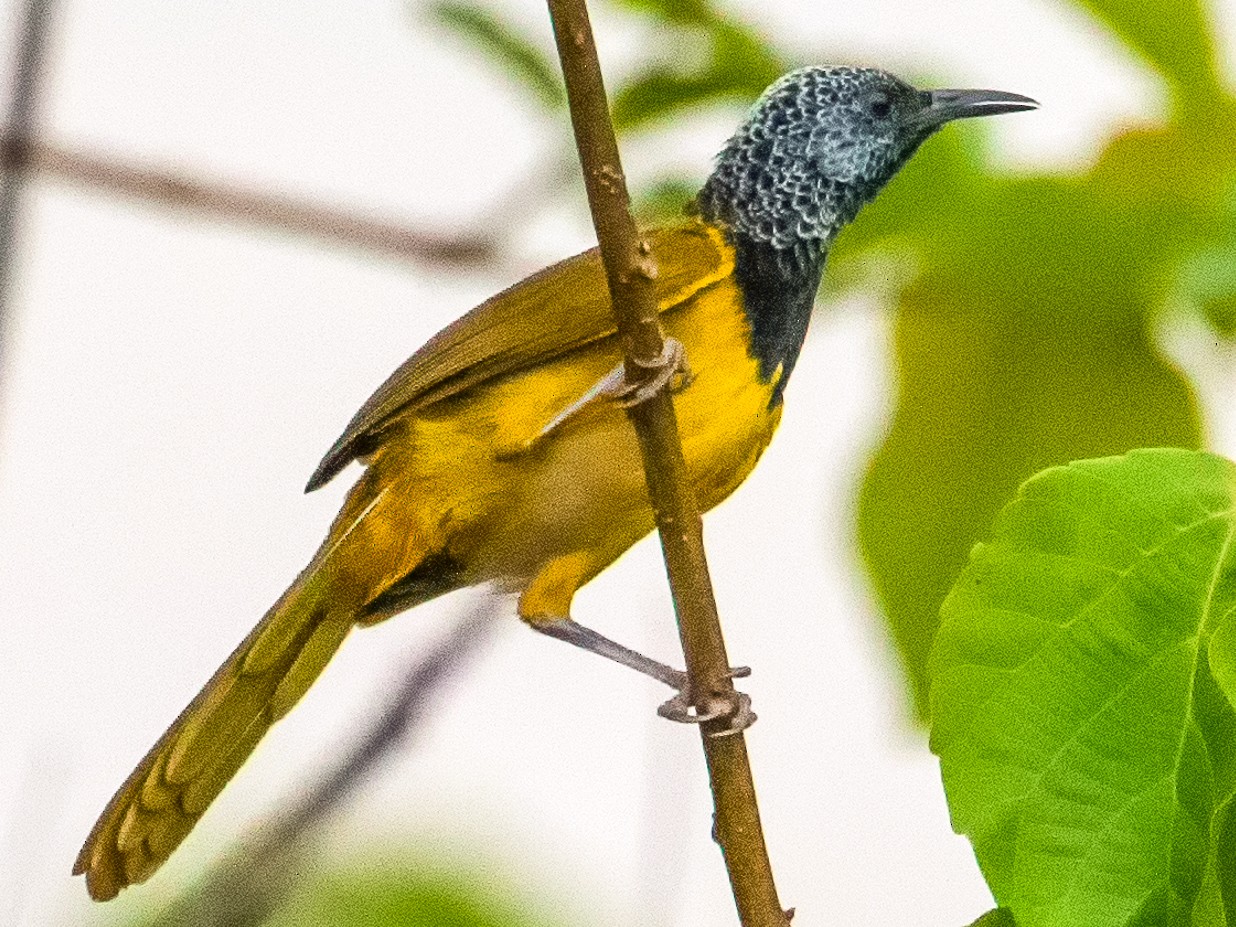 Oriole Warbler - eBird