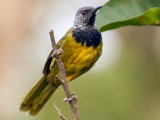 Oriole Warbler - eBird