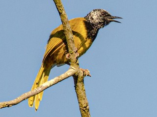 Oriole Warbler - eBird