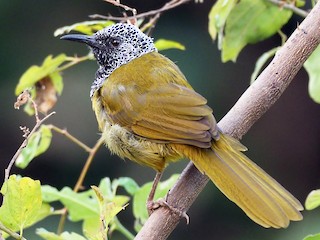Oriole Warbler - eBird