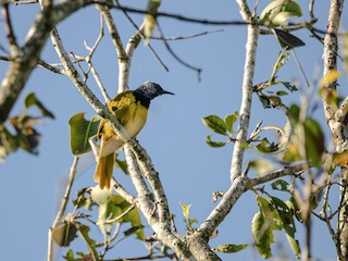 Oriole Warbler - eBird