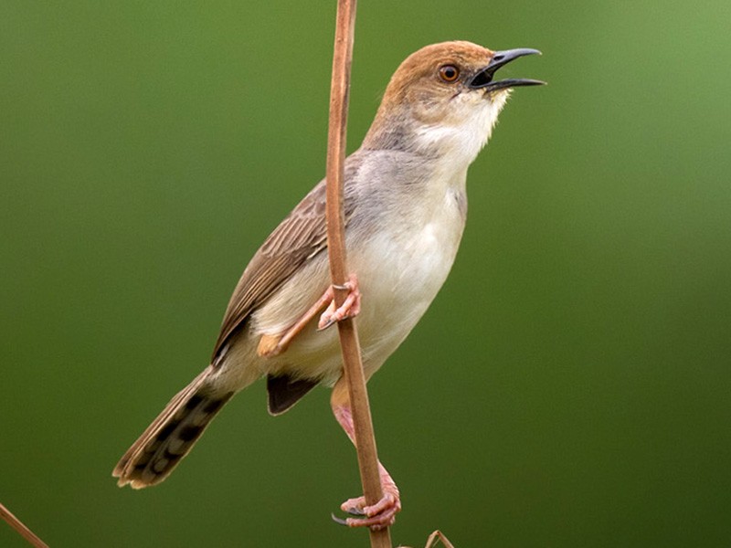 Chattering Cisticola - eBird