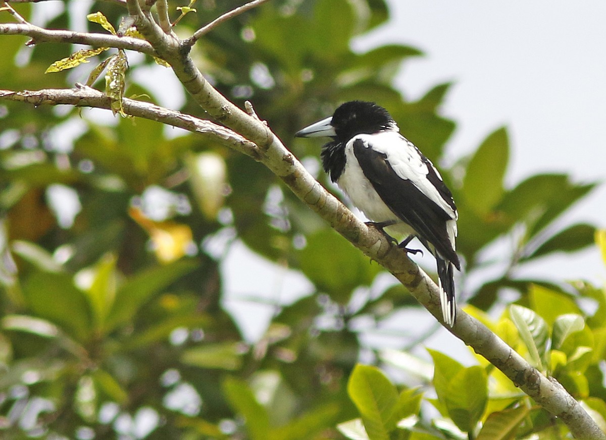 Hooded Butcherbird - Cracticus cassicus - Birds of the World