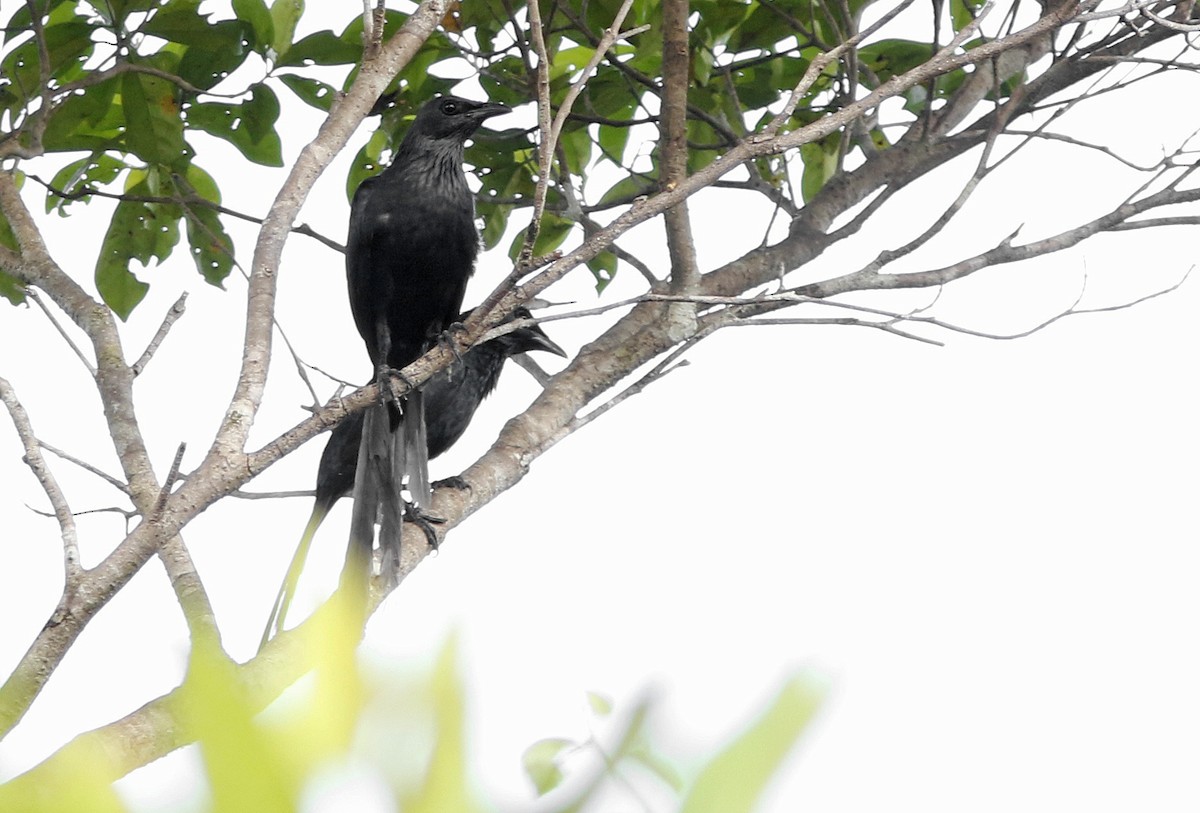Long-tailed Starling - Aplonis magna - Birds of the World