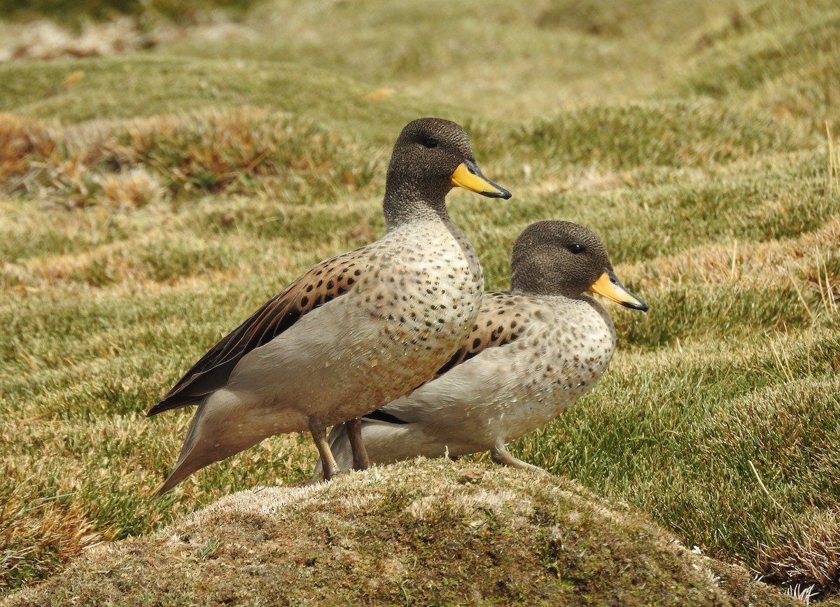 Pato Barcino (Andes) - eBird