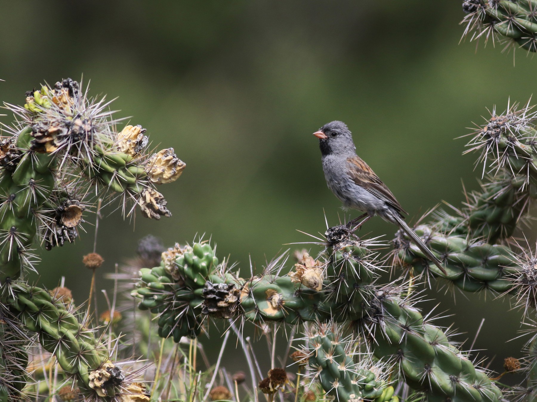 Black-chinned Sparrow - eBird