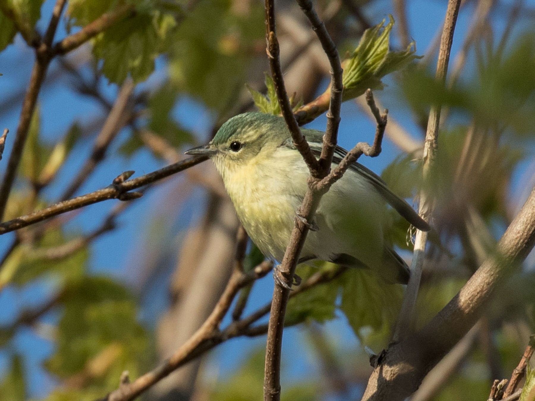 Cerulean Warbler - eBird